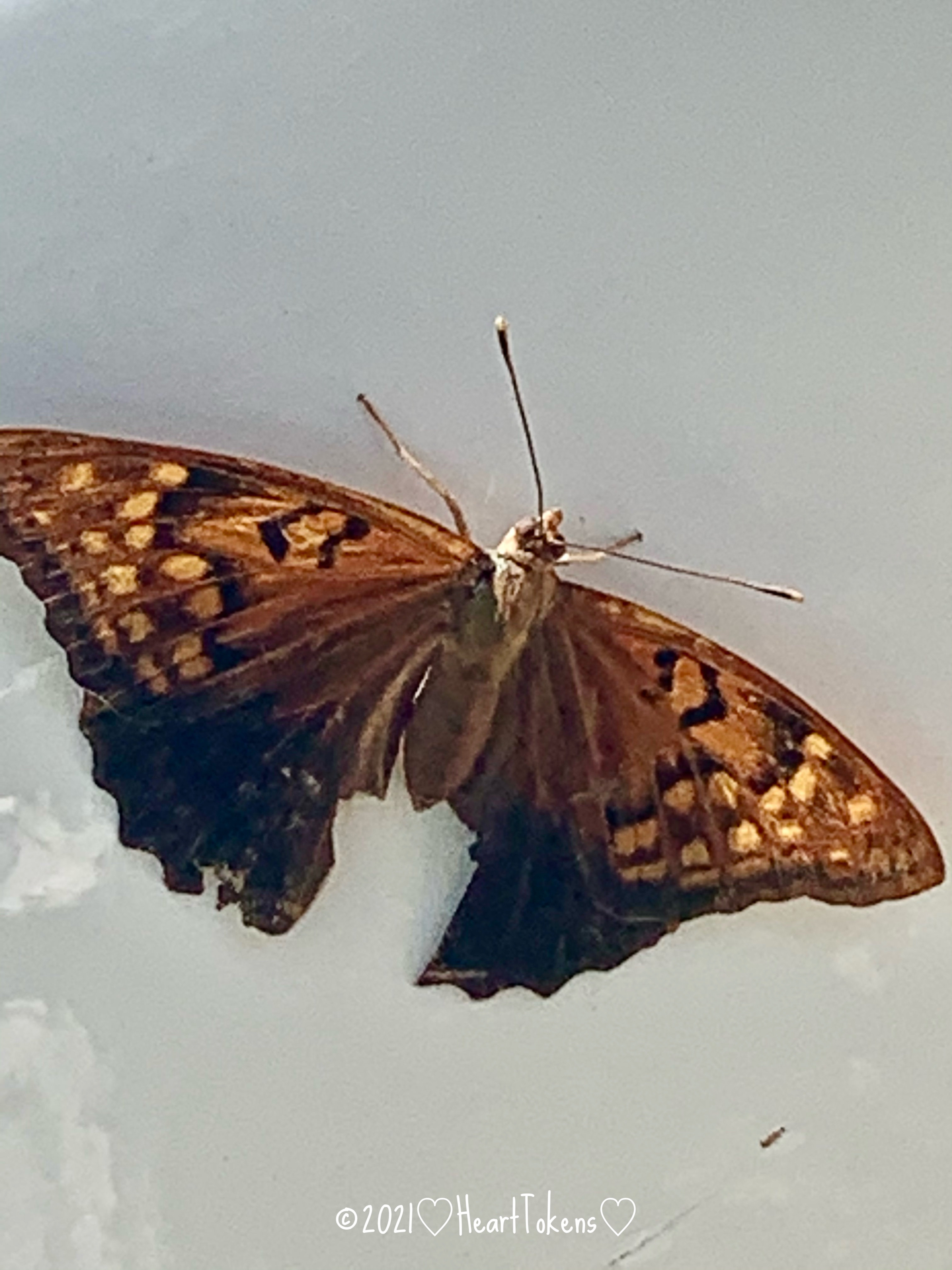 Chasing After…Things – ♡Heart Tokens♡